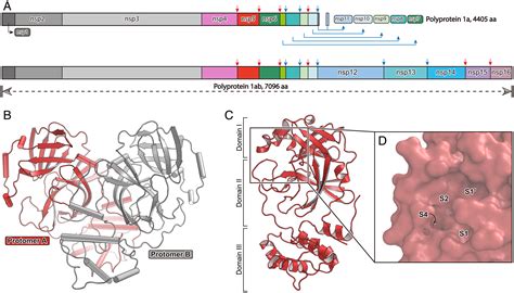 Structural Basis For Replicase Polyprotein Cleavage And Substrate