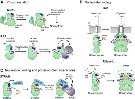 Structural Basis For The Non Catalytic Functions Of Protein Kinases