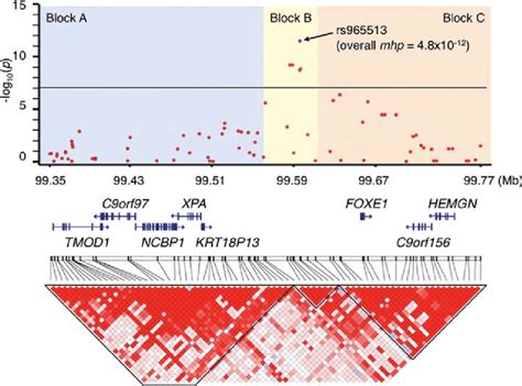 A Schematic Organization Of The Human Foxe1 Locus At 9q22 23 With The