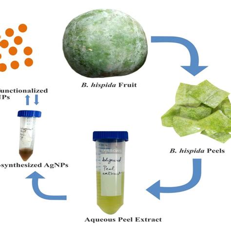 Schematic Representation Of Silver Nanoparticles Agnps Synthesis