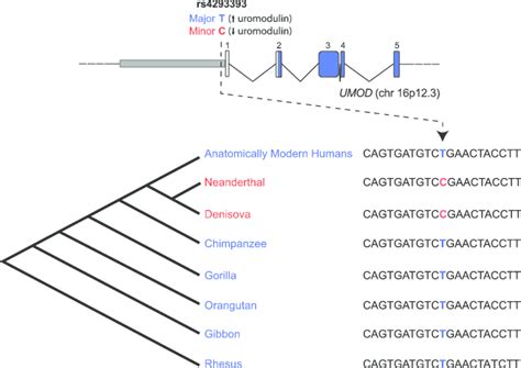 Genomic Sequence Variation At Umod Variant Rs4293393 Schematic