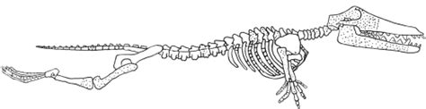 Transitional Fossils Evidence For Evolution