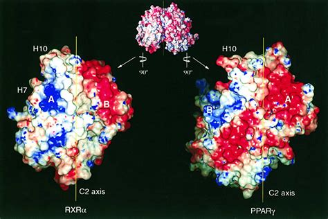 Asymmetry In The Pparγ Rxrα Crystal Structure Reveals The Molecular