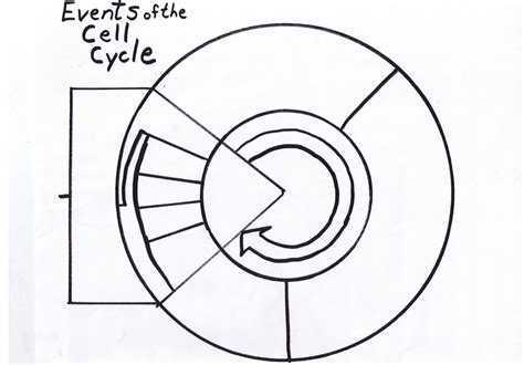 Major Steps Of Cell Cycle Diagram Quizlet