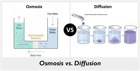 Difference Between Osmosis And Diffusion