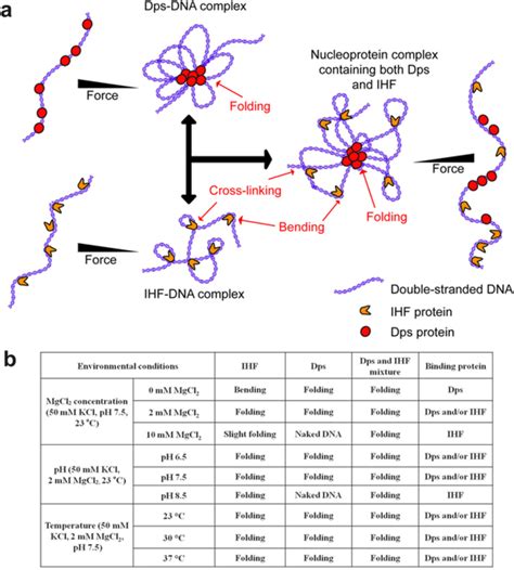 Schematic Showing Different Dna Binding Modes Of Dps Or And Ihf