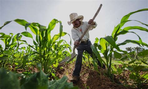 Aumenta El Valor De La Producción Agrícola En Sonora