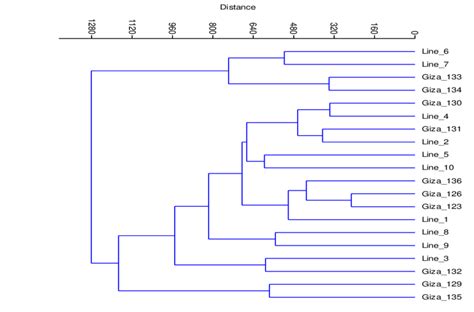Dendrogram Presenting The Classification Of 20 Barley Genotypes Tested