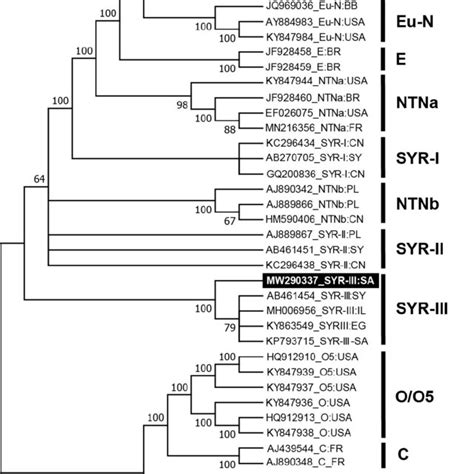 Nucleotide Sequence Comparison Of Full Length Pvy Genome To The Related