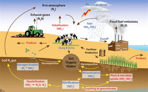 [diagram] Diagram Showing The Nitrogen Cycle Mydiagram Online