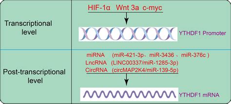 Ythdf1 Is Regulated At Multiple Levels The Ythdf1 Mrna Is Regulated By