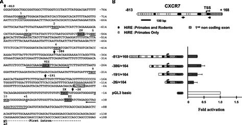 Cxcr7 Is Down Regulated By Hic1 A Nucleotide Sequence Of The 5 Ј