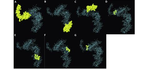 Conformational B Cell Epitopes Predicted In The Me Klebs 3d Structure