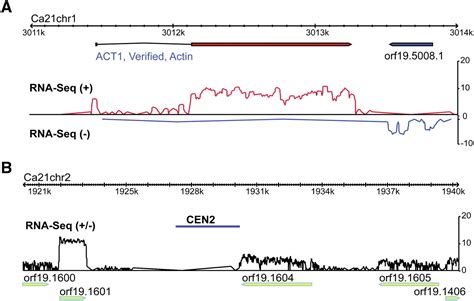 Comprehensive Annotation Of The Transcriptome Of The Human Fungal