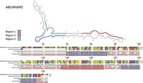 Group 2 Srnas Encode Potential Group 1 Antisense Transcripts Shown Is