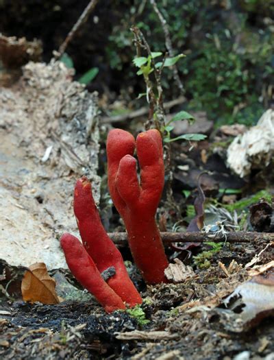 ★trichoderma Cornu Damae カエンタケ