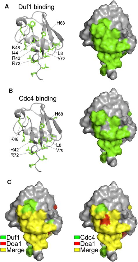 Wd40 Repeat Propellers Define A Ubiquitin Binding Domain That Regulates