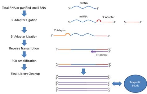 Smallrna Seq Of Ultra Low Input Free Of Pcr Bias Umis