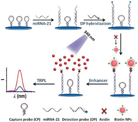 Schematic Illustration Of The Luminescent Bioassay Of Mirna Based On
