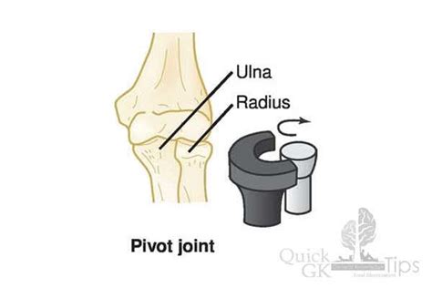 The Four Types Of Joints ~ Quick Gk Tips