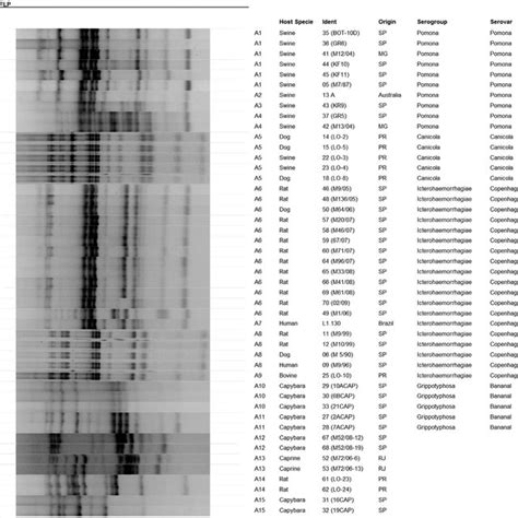 Dendrogram Showing The Relationships Among The Se Aflp Patterns From