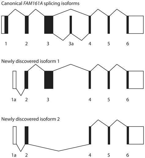 Schematic Representation Of Alternative Splicing Events Of Fam161a