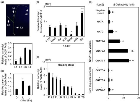 Expression Profiles Of Osgata16 A Relative Mrna Levels Of Osgata16