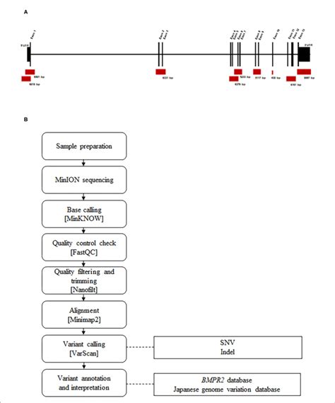 Design And Workflow Of The Bmpr2 Targeted Minion Sequencing Process