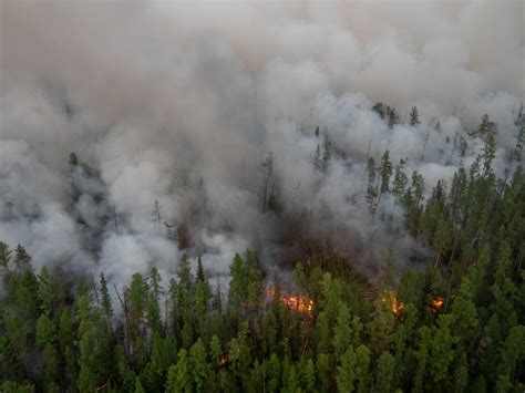 Los Incendios Forestales En Todo El Mundo Agudizan La Crisis Climática