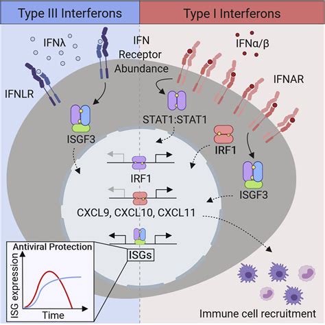 Differential Activation Of The Transcription Factor Irf1 Underlies The