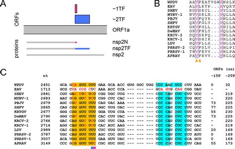 Arteriviral Nsp2 Prf A Schematic Representation Of The Expression Of
