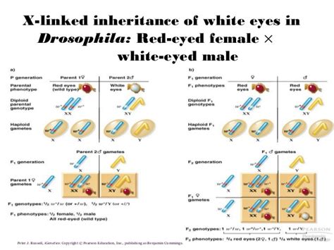 Linkage And Recombination Part 2 Sex Linkage In Drosophila Linked