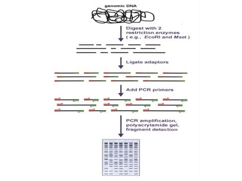 Aflp Amplified Fragment Length Polymorphism Aflp A Method