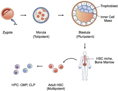 The Hierarchy Of Stem Cell Potency During Embryonic To Open I