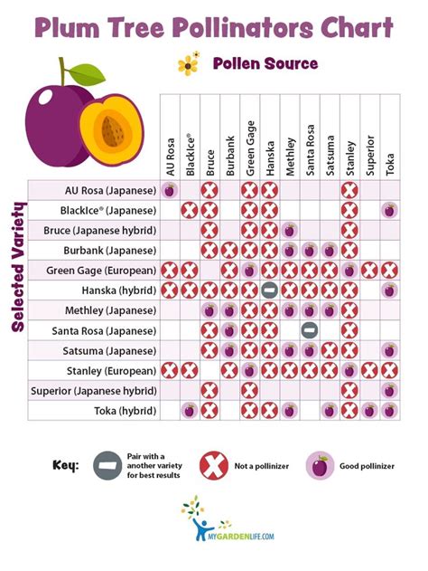 Asian Pear Tree Pollination Chart