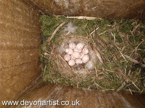 Bto Nest Record Scheme Volunteer Wildlife Work The Devon Artist