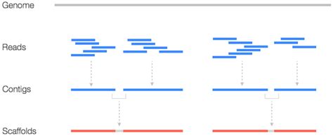 The Assembling Bioinformaticamente