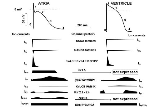 Phases Of A Prototypical Atrial And Ventricular Action Potentials Ap