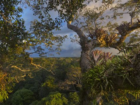 rainforest national geographic society