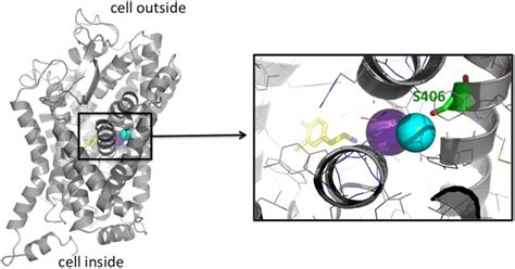 3d Homology Model Of Human Slc6a9 Based On The Dopamine Transporter