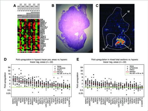 Identifying And Validating Hypoxia Responsive And Ph Independent Genes