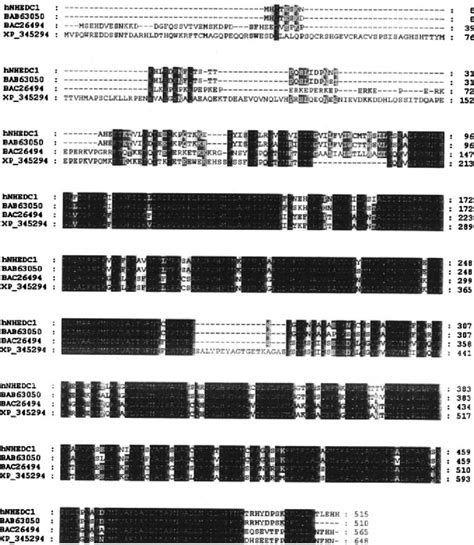 Multiple Alignment Of Human Nhedc1 And Its Orthologs Bab63050 Macaca