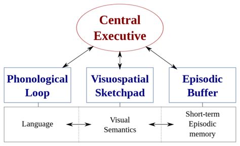 Baddeleys Model Of Working Memory Psynso