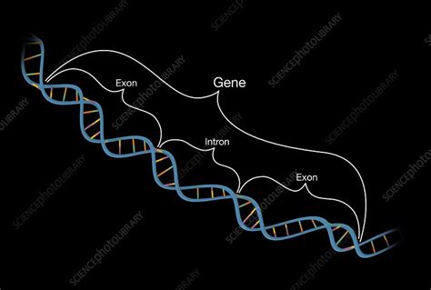 Exon Intron Structure Of Genes And Dna Illustration Stock Image