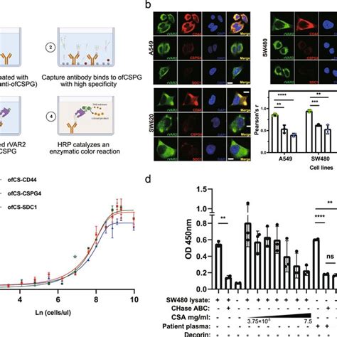 Schematic Of Sandwich Elisa The Sensitivity And Specificity To Detect