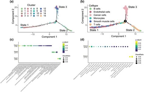 Identification Of Three States Based On Cell Trajectory Analysis And