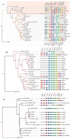 Molecules Free Full Text A Comparative Genomic And Transcriptomic