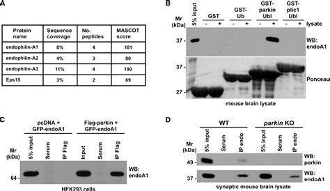 Figure 1 From Sh3 Domains From A Subset Of Bar Proteins Define A Ubl