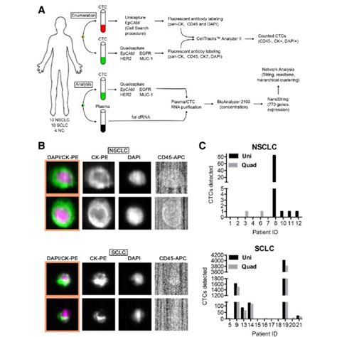 Quantification Of Detected Nsclc And Sclc Mrna And Supervised
