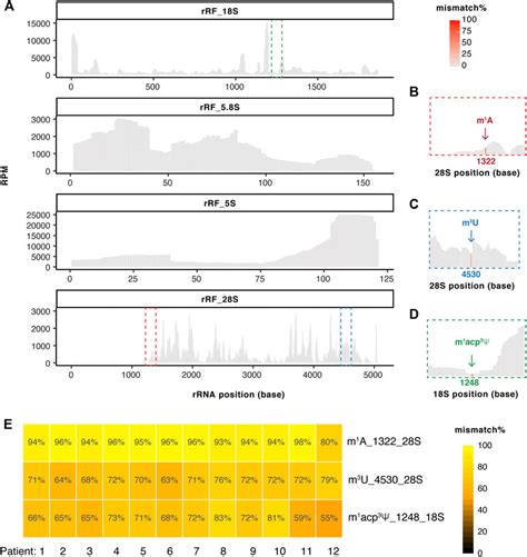 Frontiers Characterization Of Novel Small Non Coding Rnas And Their